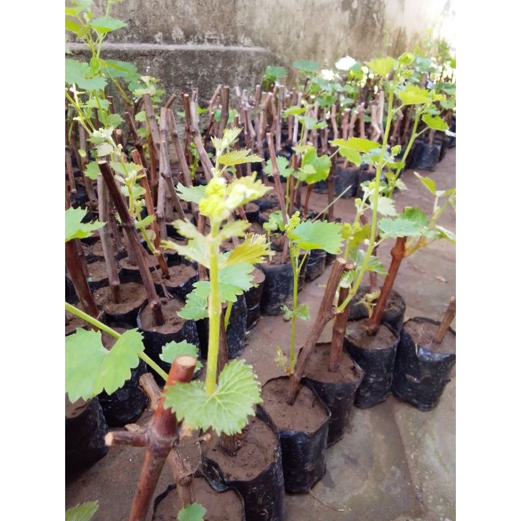 Jual Bibit Anggur Import Jupiter kondisi berbunga hasil cating(bonus ...