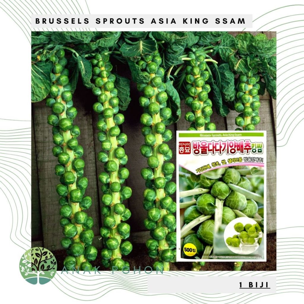 Jual Benih Bibit Biji - Brussels Sprouts Asia King Ssam Kubis Mini ...