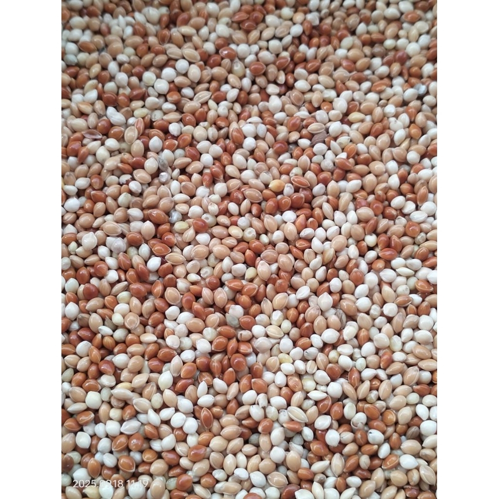 Jual MILET PUTIH CAMPUR MILET KUNING DAN MILET MERAH 1 KG, MIX RACIKAN ...