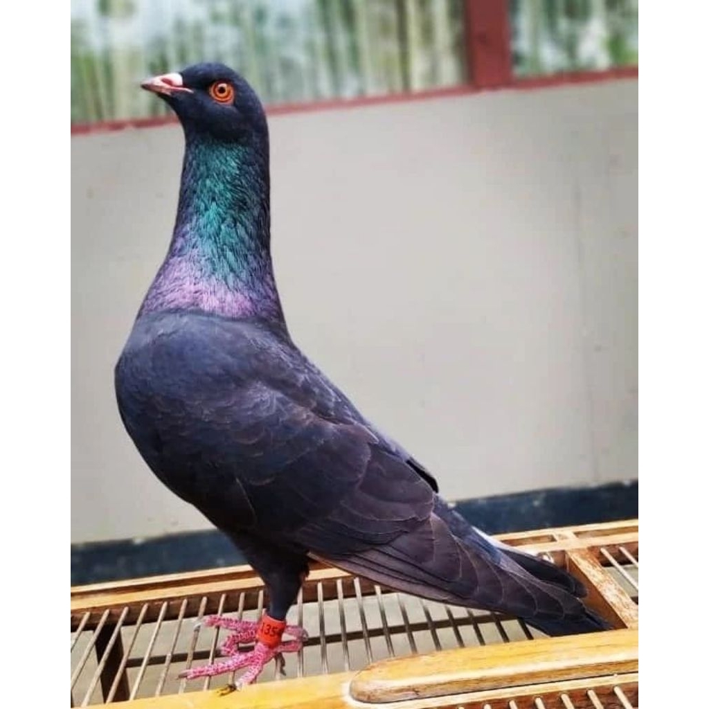 Jual Daging Burung Merpati/dara/japati per 1 ekor (tanya dulu sebelum ...