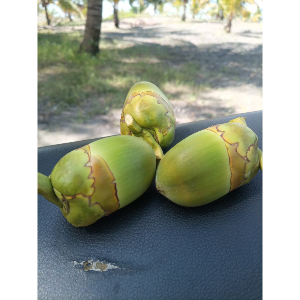 Jual beluluk kelapa segar | Shopee Indonesia