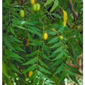 Jual Buah Mindi Segar / Buah Mindri Segar Herbal Alami 100% Organik ...