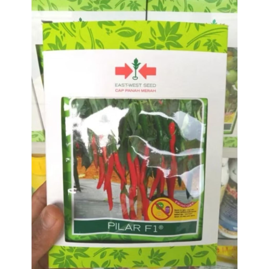 Jual Benih Cabe Besar PILAR F1 Isi 1.500 Butir | Shopee Indonesia
