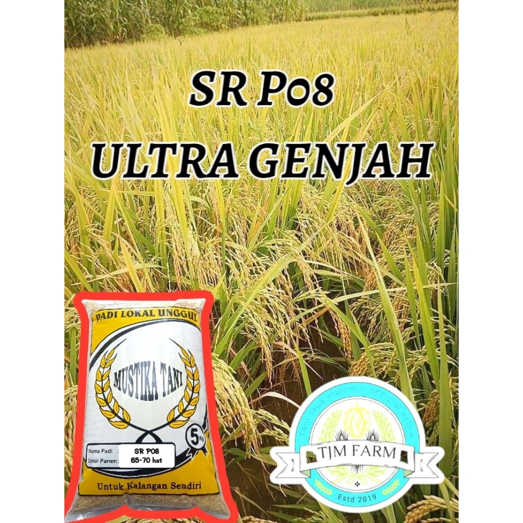 Jual BENIH PADI SR P08 5KG ULTRA GENJAH PADI CEPAT PANEN TAHAN KERING ...