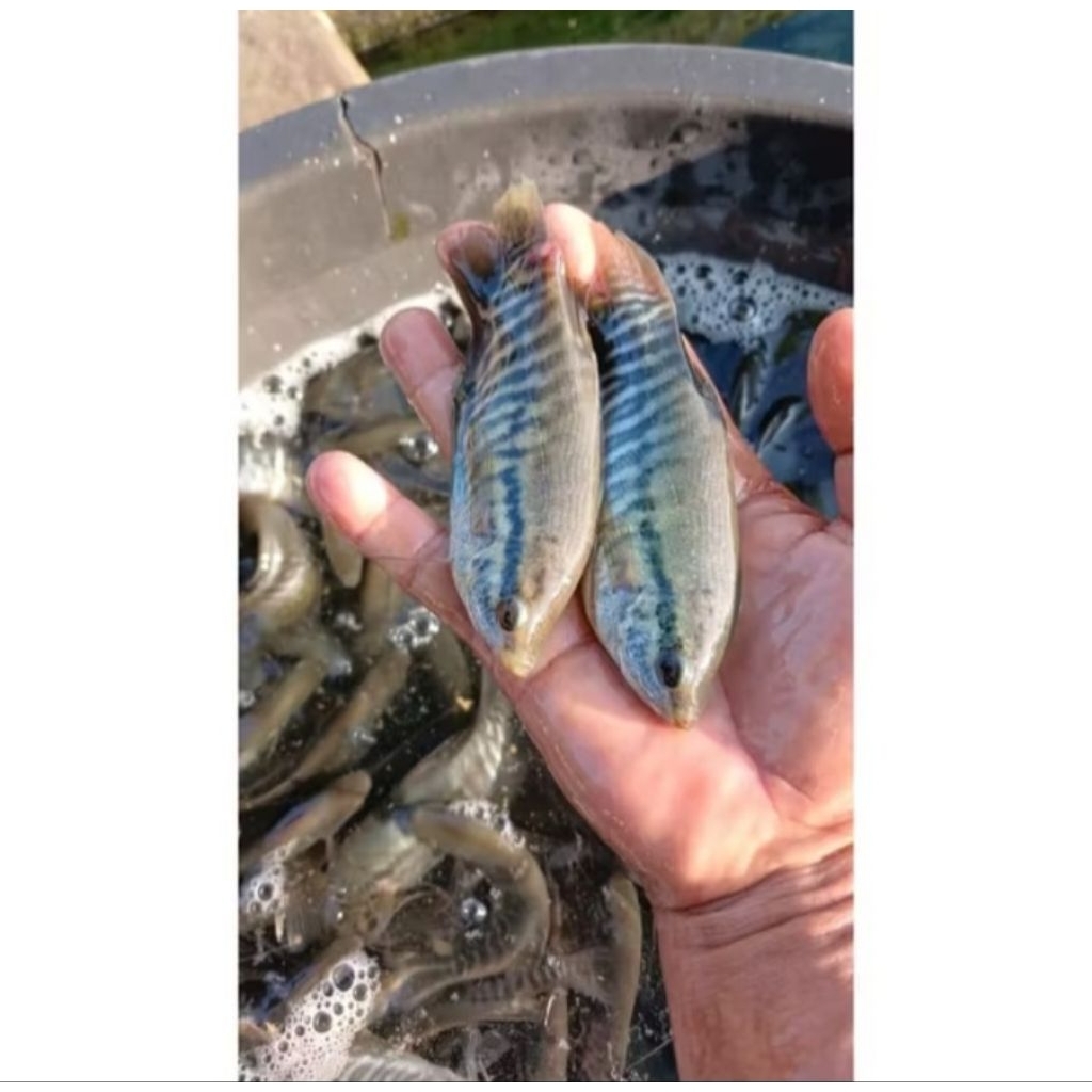 Jual Paket bibit ikan sepat siam size 8-10 cm ( isi 50 ekor ) | Shopee ...