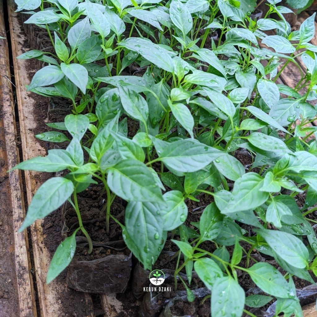 Jual KEBUK DZAKI - Paket 10 Bibit Cabe Merah Besar Siap Tanam | Shopee ...