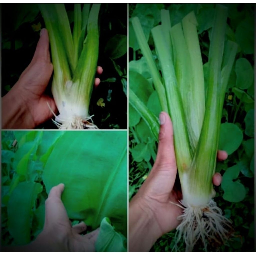 Jual genjer jumbo segar | Shopee Indonesia