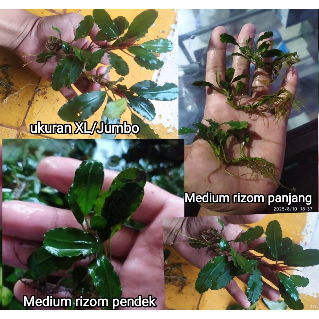 Jual buce batangan medium dan jumbo bucephalandra size M, rizom panjang ...