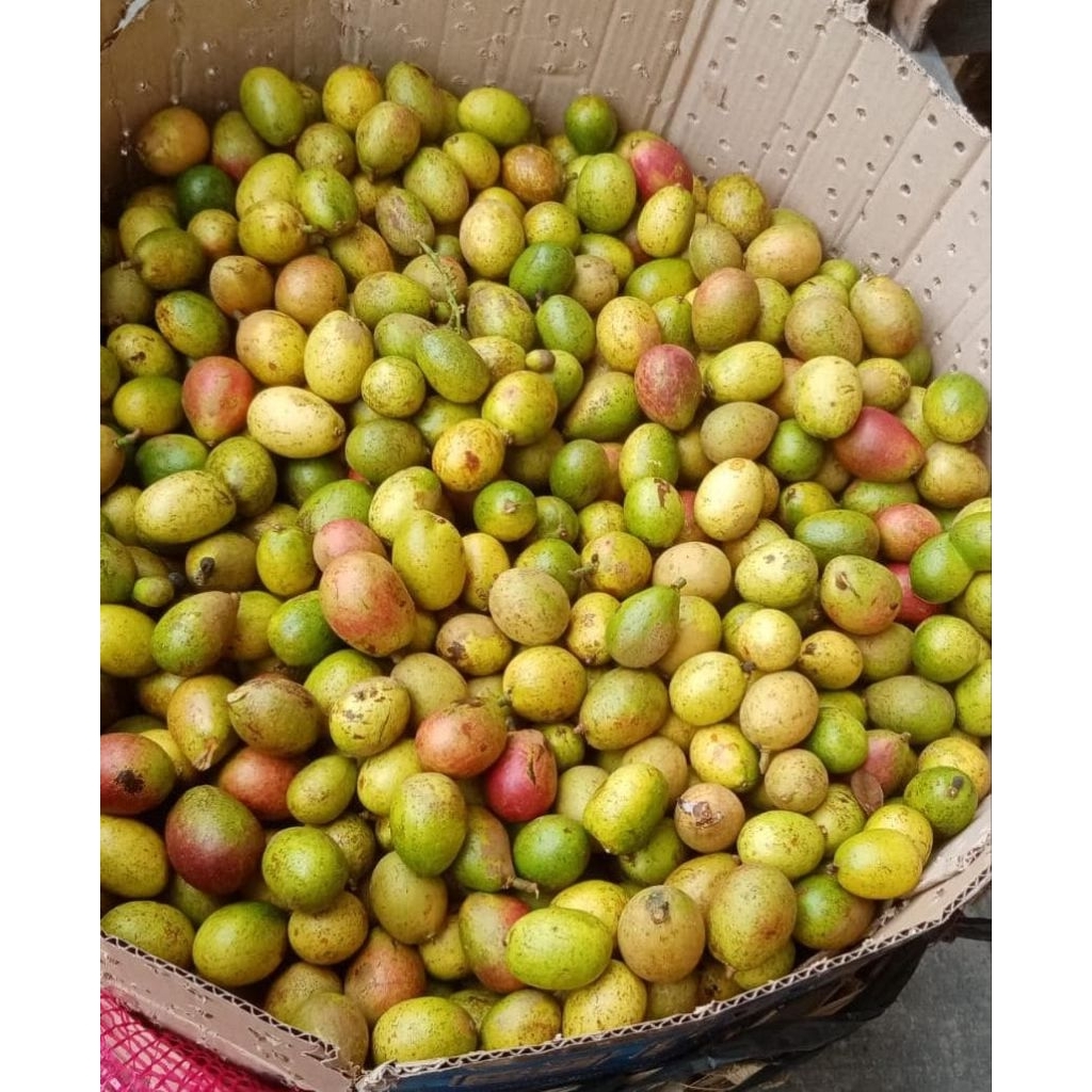Jual Matoa stok terbatas/kg | Shopee Indonesia