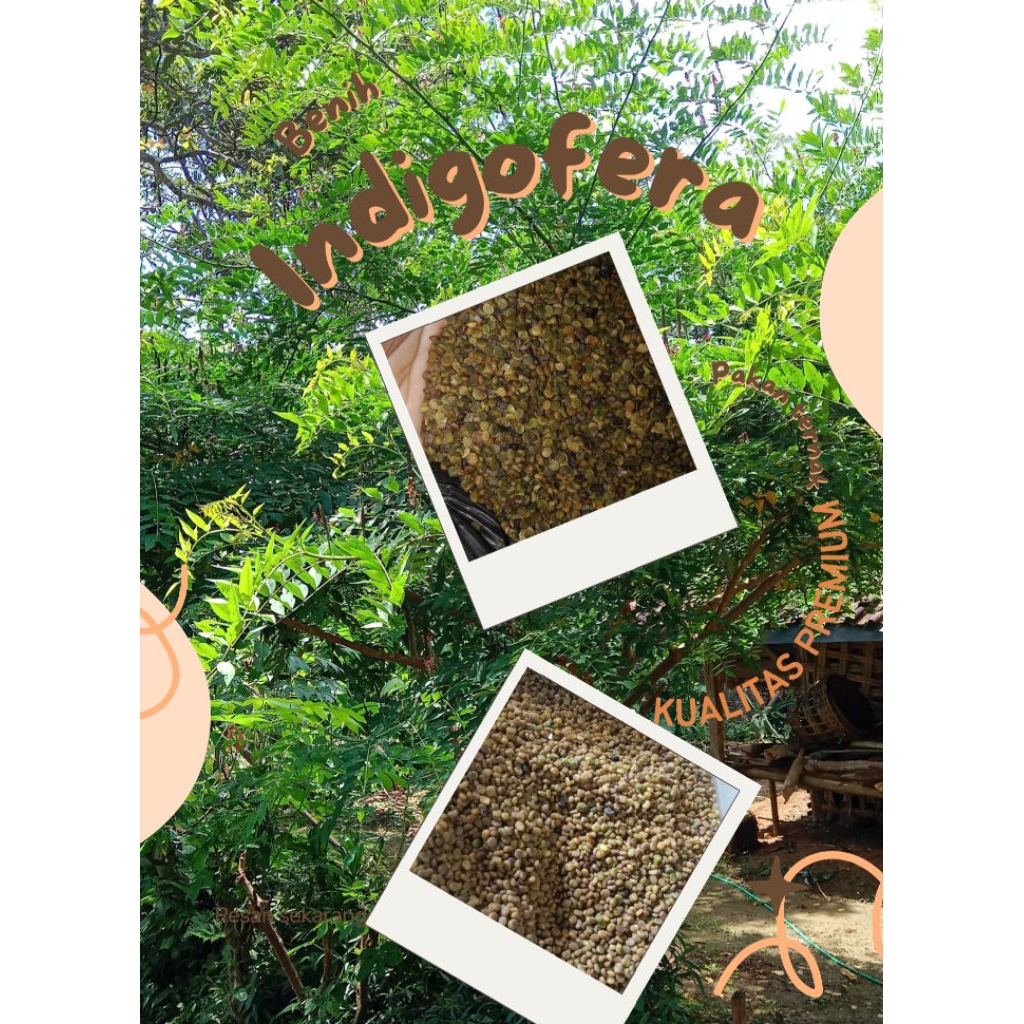 Jual BENIH INDIGOFERA ISI 200 biji untuk pakan kambing/ternak dijamin ...
