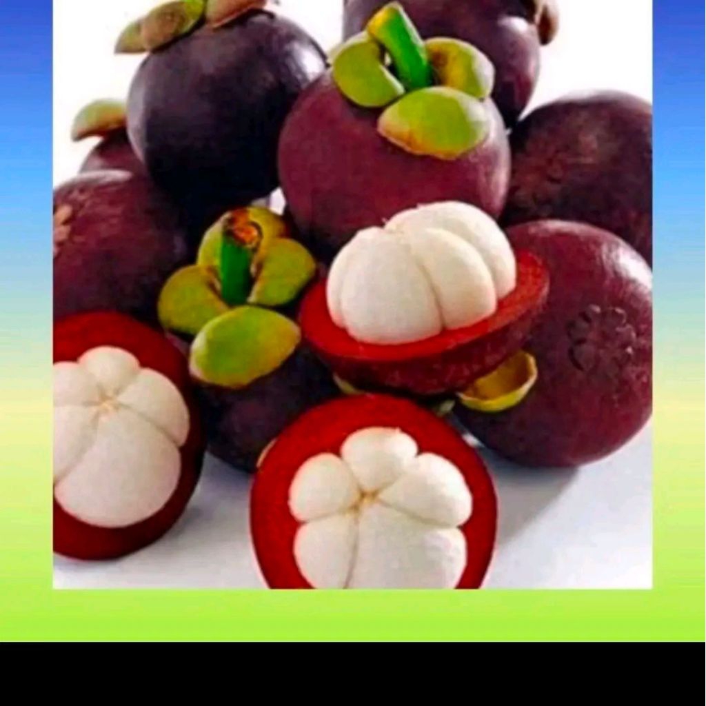 Jual Manggis segar 1kg dari petani indonesia | Shopee Indonesia