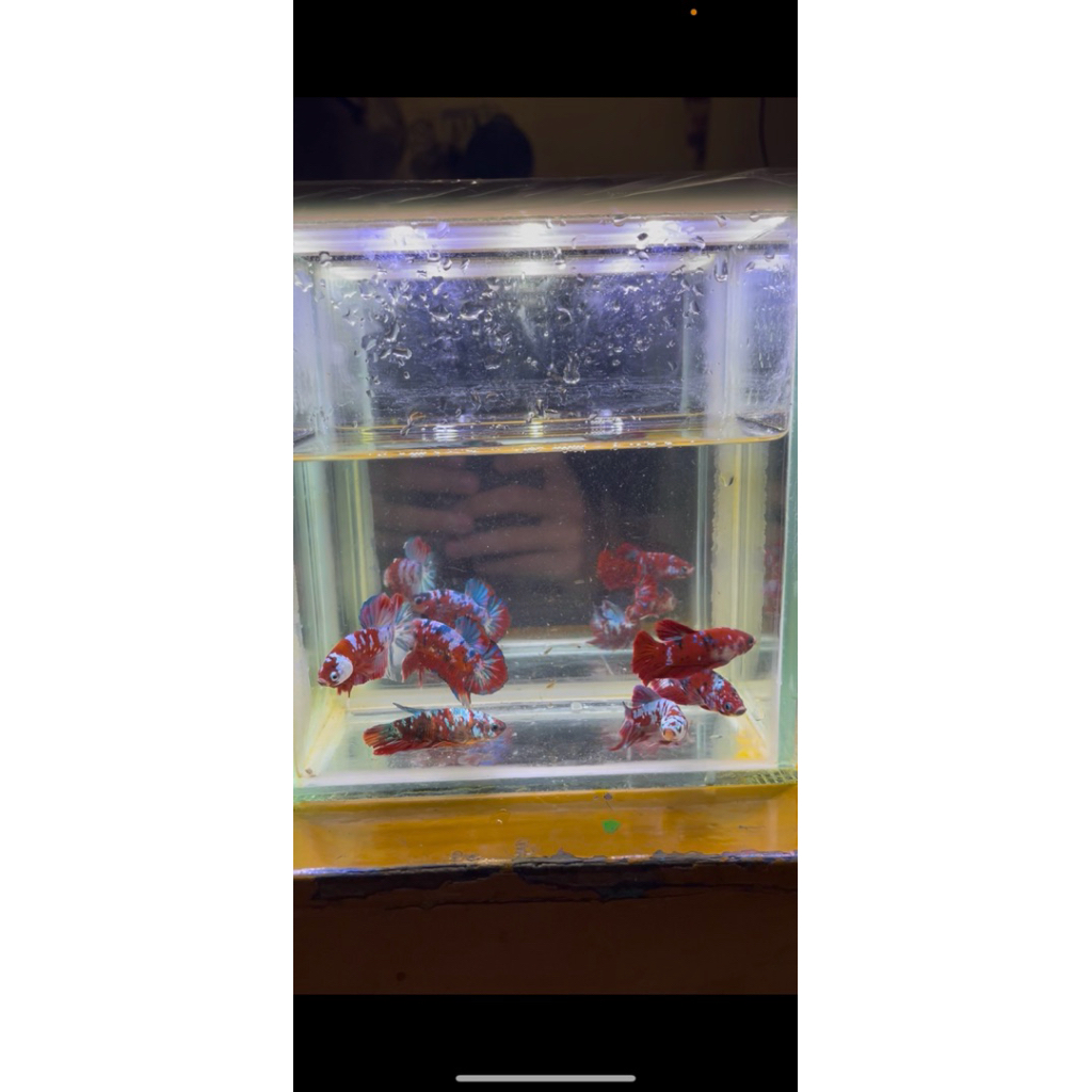 Jual Betta multi rgg rgpg barong mulmet real pict | Shopee Indonesia