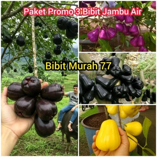 Jual Jambu Citra Terlengkap & Harga Terbaru Februari 2026 | Shopee ...