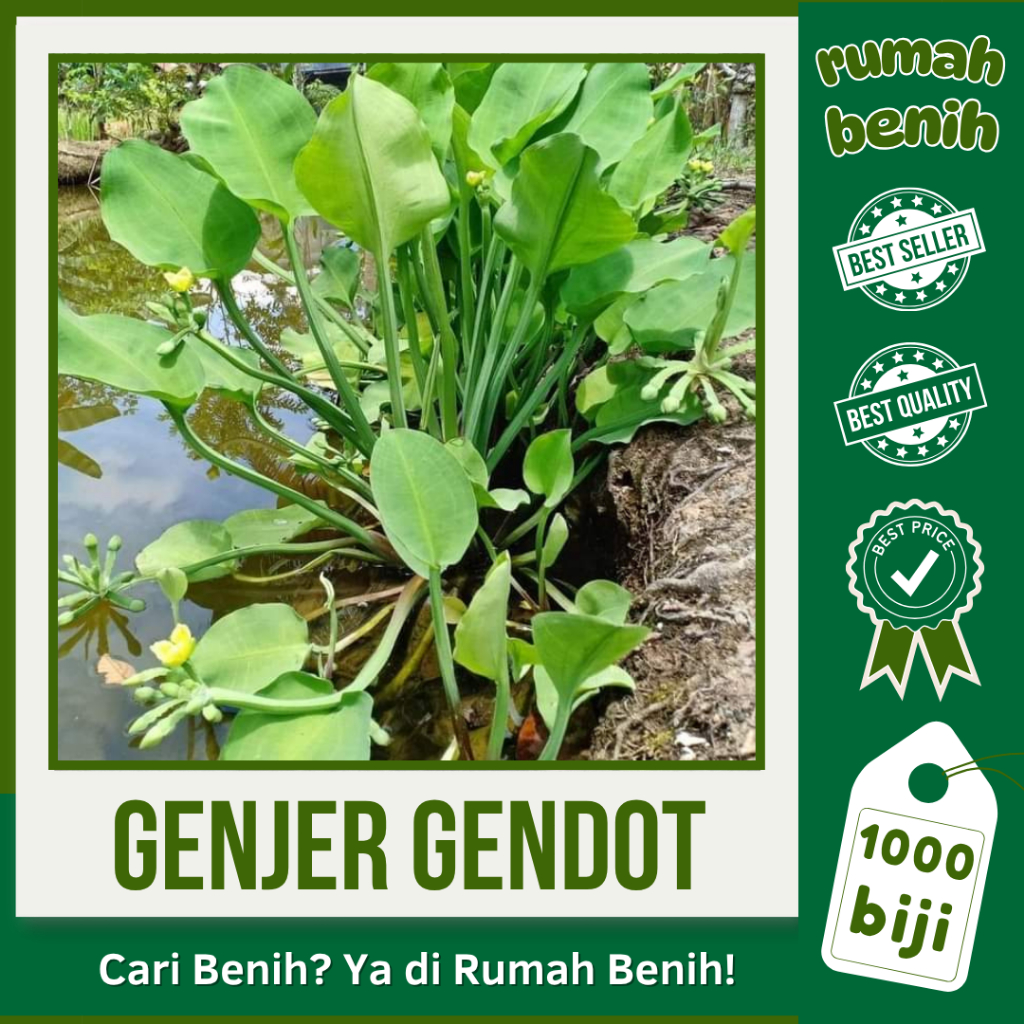 Jual RUMAH BENIH: 1.000 BIJI BENIH GENJER GENDOT SAYUR UNGGUL | Shopee ...