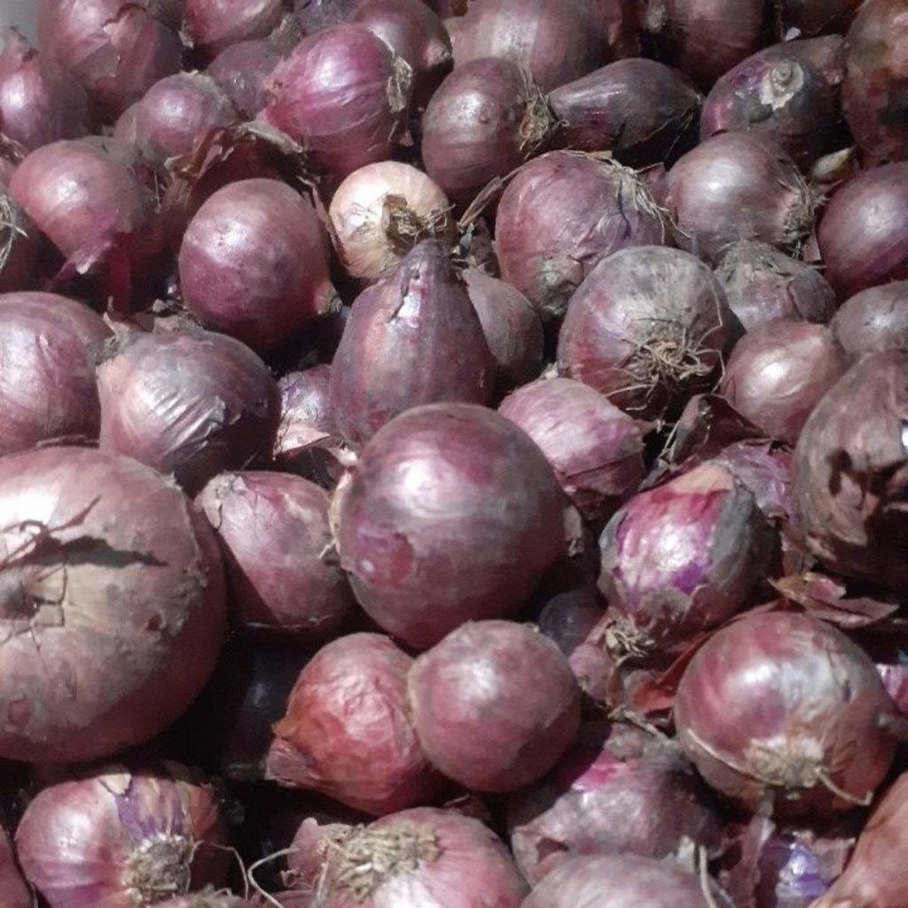 Jual Bawang Merah India 1kg | Shopee Indonesia