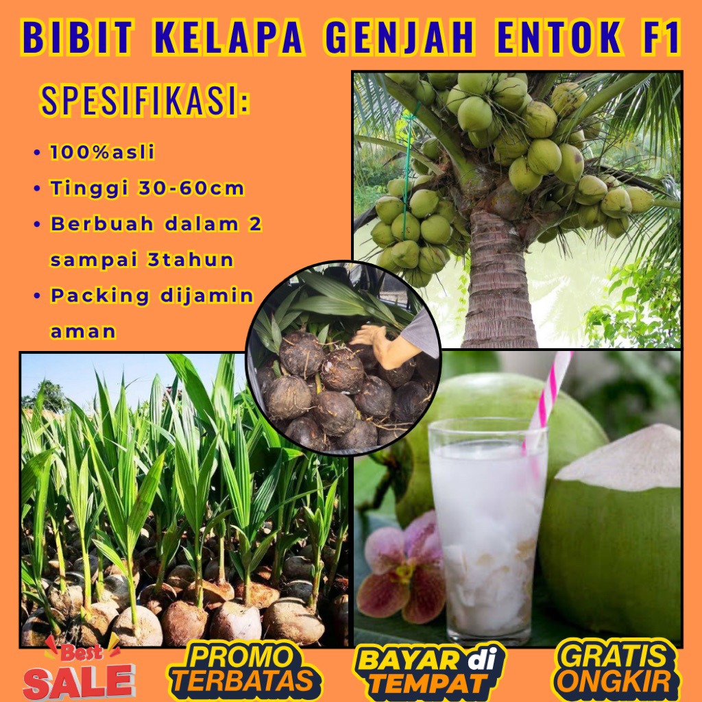 Jual LANGSUNG DARI INDUKAN !! Bibit Buah Kelapa Genjah Entok ...