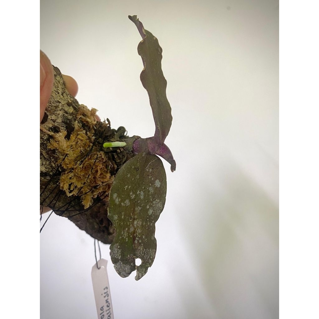 Jual Anggrek Maleola Baliensis | Shopee Indonesia