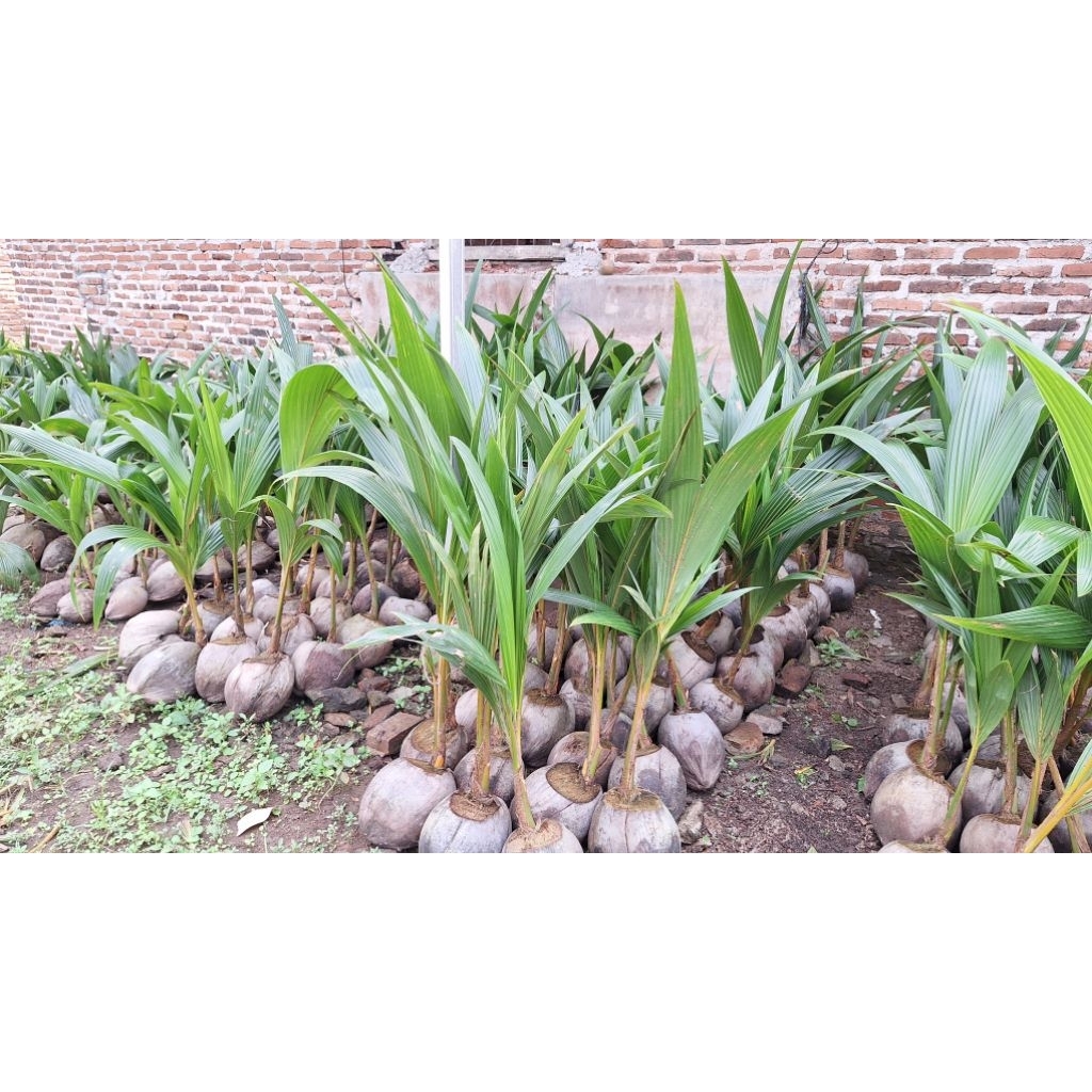 Jual bibit kelapa genjah entok unggul | Shopee Indonesia
