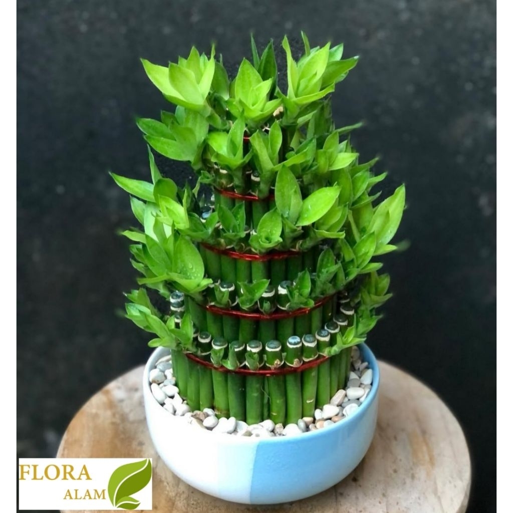 Jual Bambu Hoki 5 Tingkat / Bambu Hoki 5 Susun / Bambu Lucky / Tanaman ...
