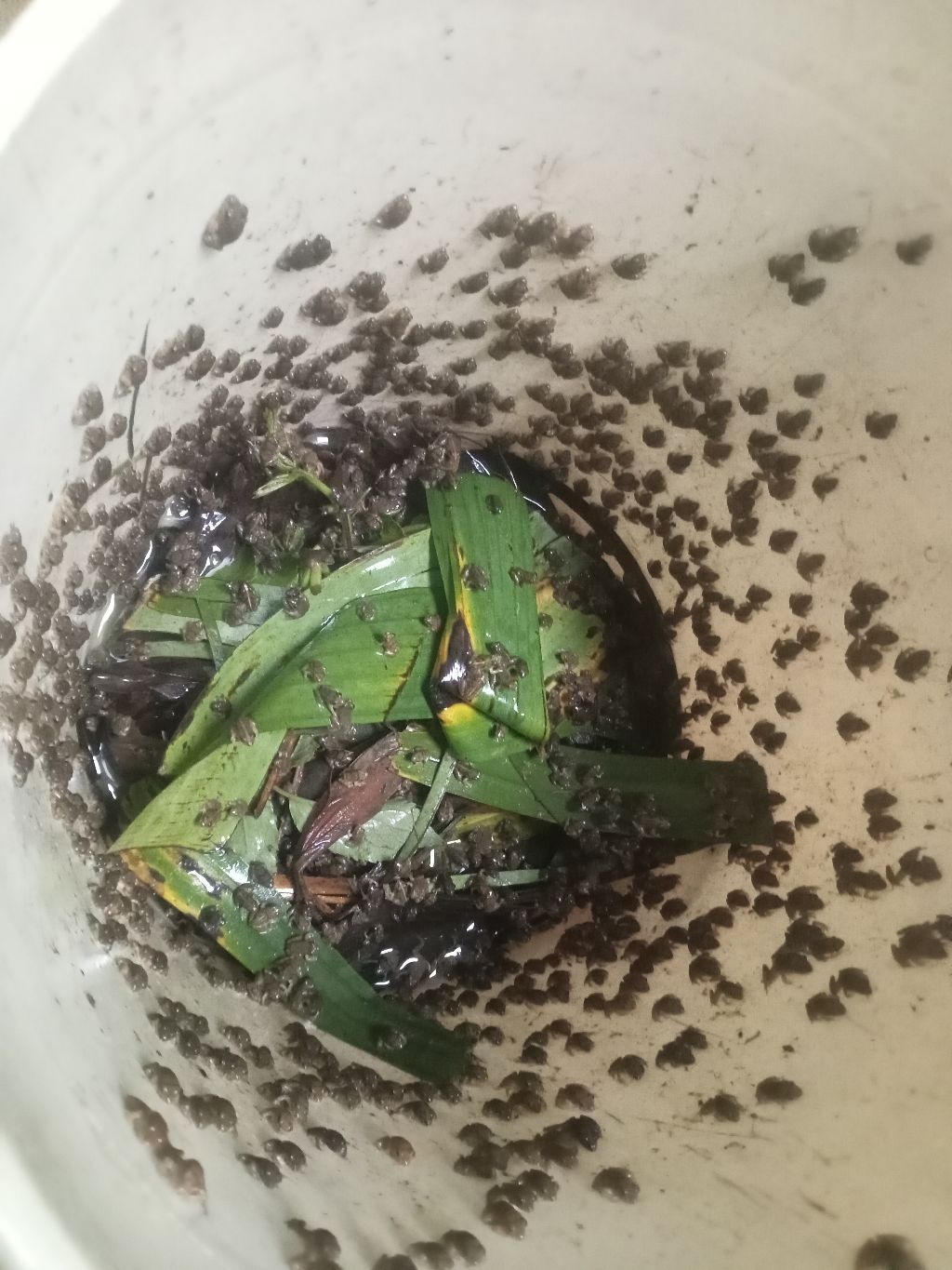 Jual katak sawah pakan alami ikan chana - size 1 & 1,5 cm - isi 50 ekor ...