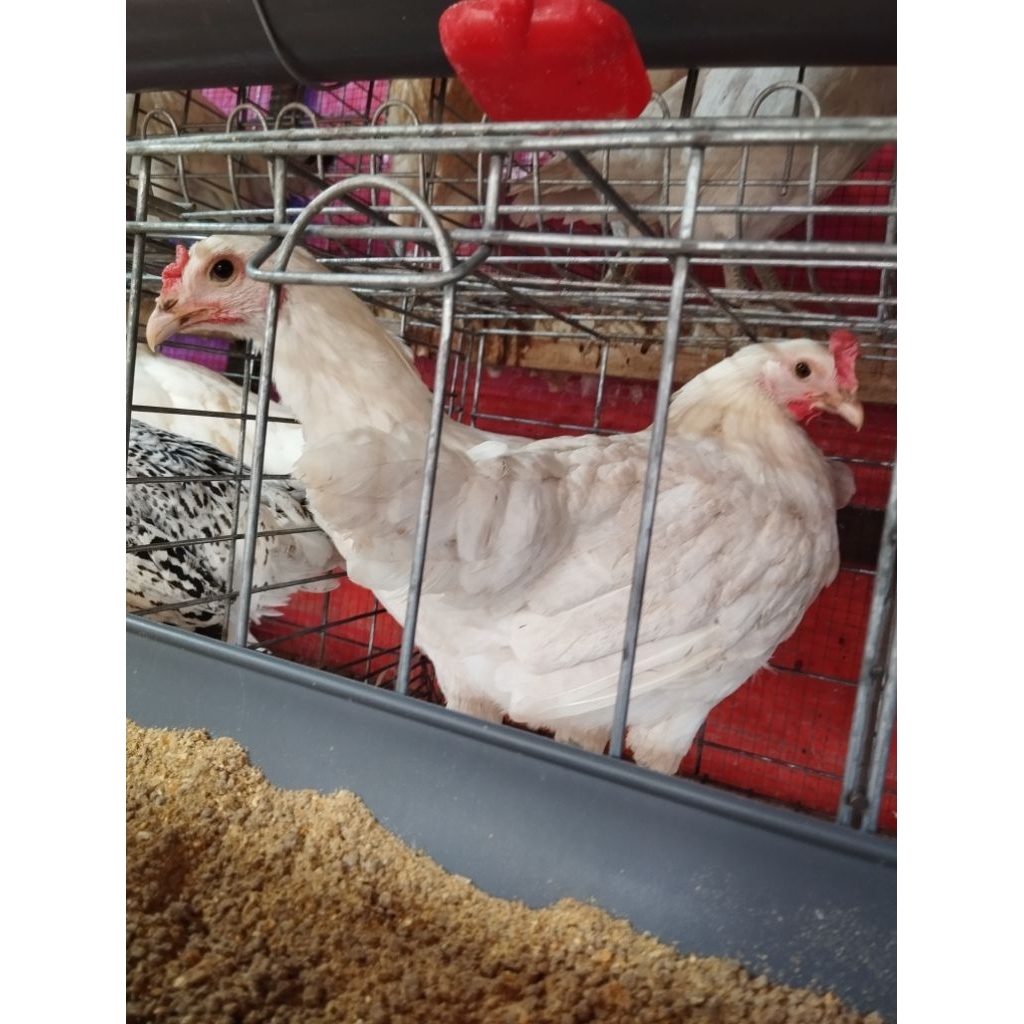 Jual AYAM PETELUR ELBA / AYAM ELBA BETINA | Shopee Indonesia