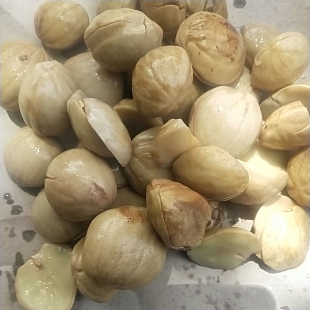 Jual JENGKOL REBUS, JENGKOL MATANG, LALAPAN JENGKOL | Shopee Indonesia