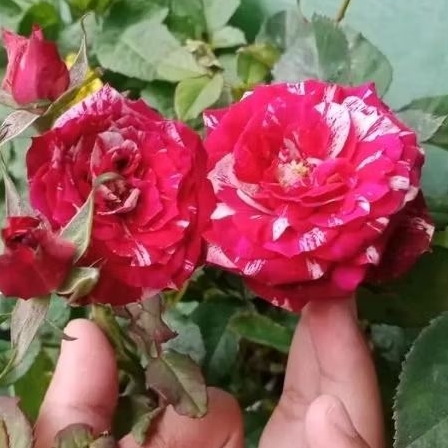 Jual Pohon mawar bunga corak merah asli / Tanaman hias bunga mawar ...