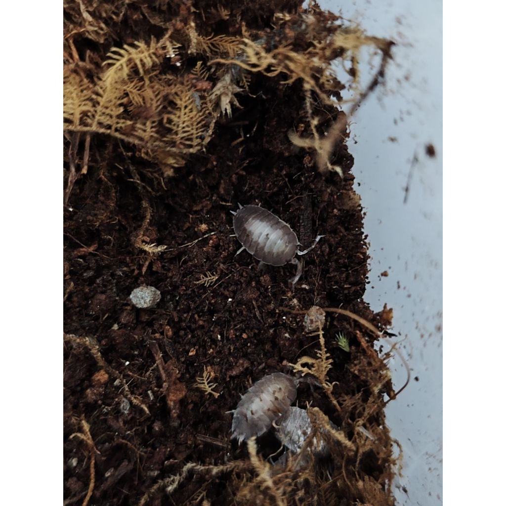 Jual isopod porcellio laevis milk back | Shopee Indonesia