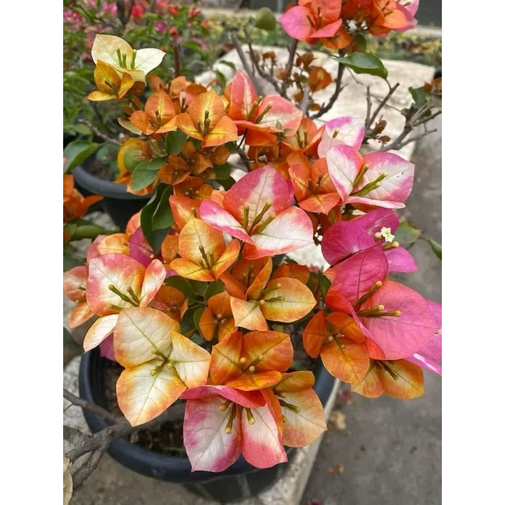 Jual Bunga Bugenvil Golden Sunshine Ori Packing Kayu | Shopee Indonesia