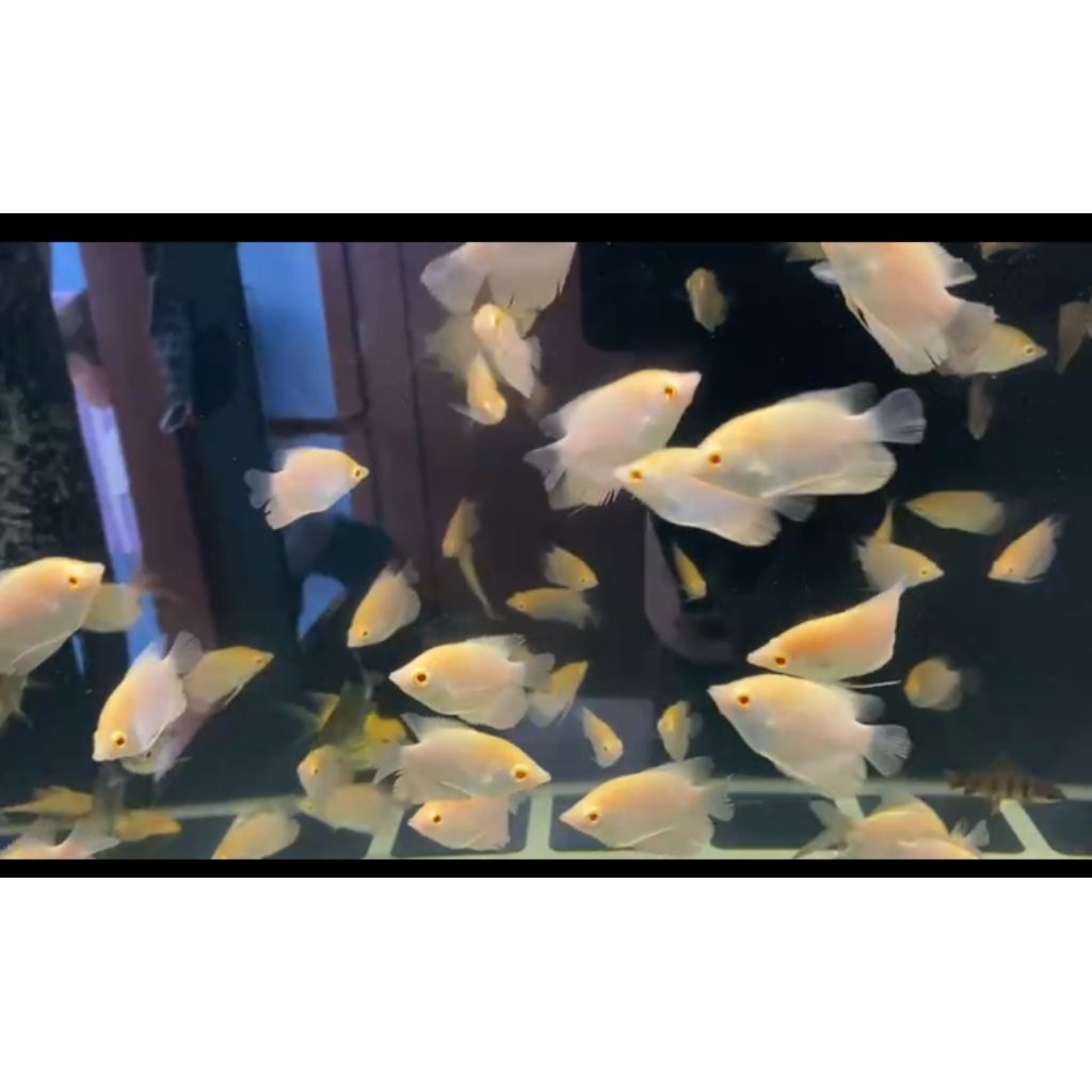 Jual gurame soang Padang ukuran 2jarian 5ekor | Shopee Indonesia