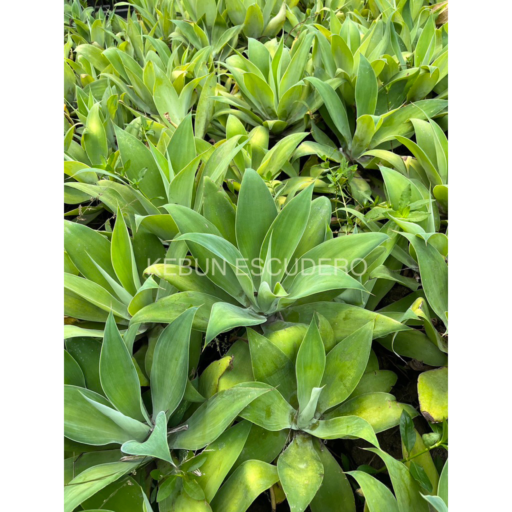 Jual Siklok Besar - Tanaman Hias Agave Siklok Rimbun Besar - Tanaman ...