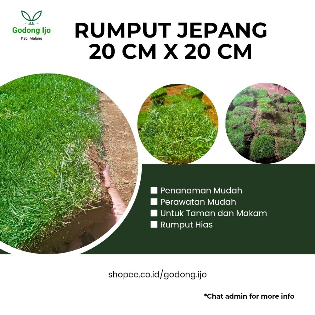 Jual GODONG IJO Rumput Jepang Hidup 1 Meter Isi 25 pcs Rumput Taman ...