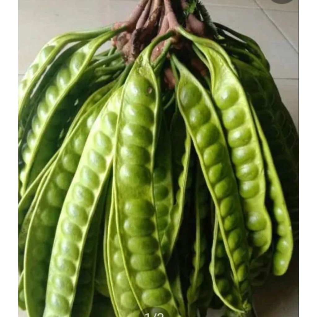 Jual pete padi tua isi 5 lonjor | Shopee Indonesia