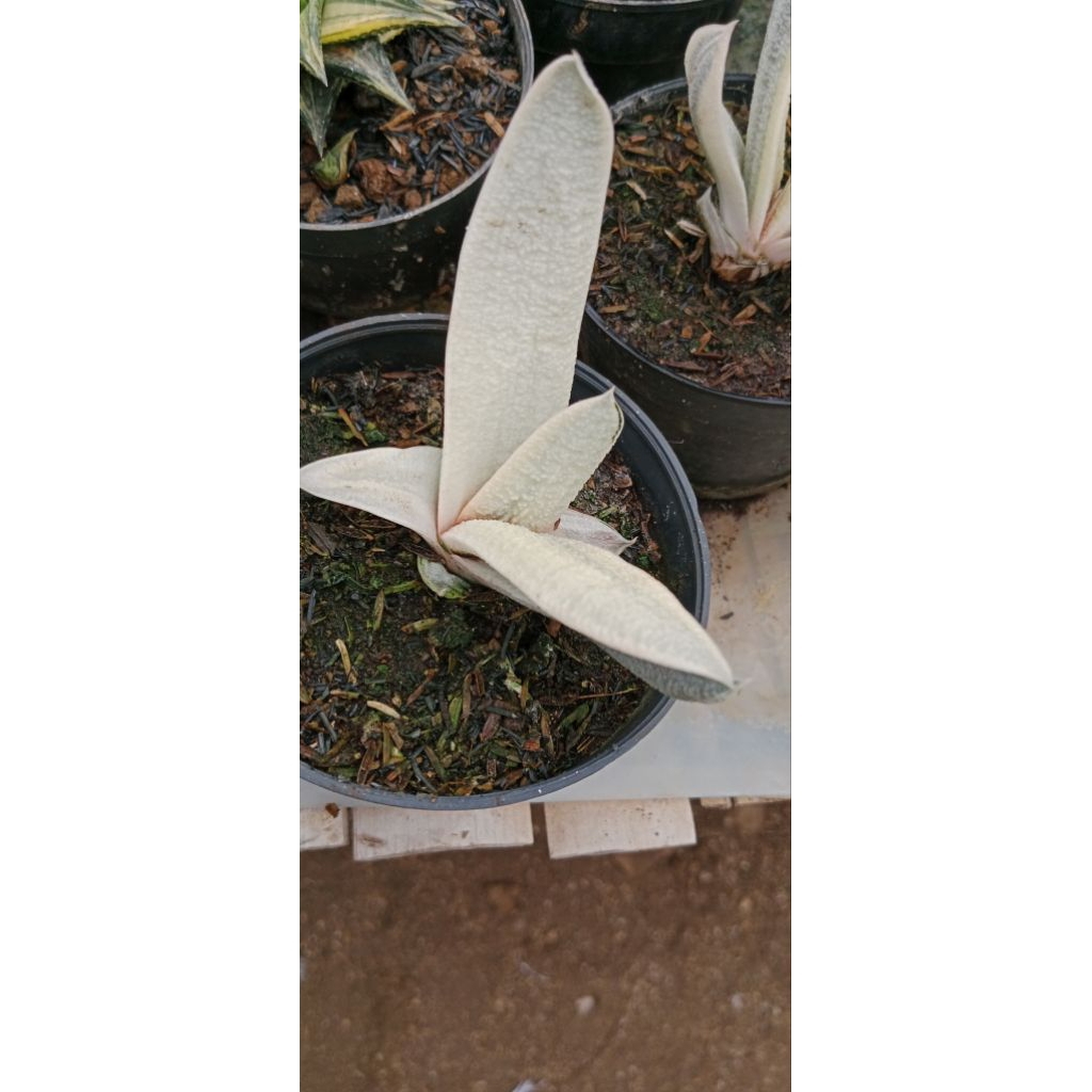 Jual Tanaman Gasteria batesiana Variegata | Shopee Indonesia