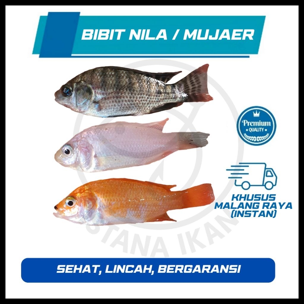 Jual Bibit Ikan Nila MERAH Dan HITAM jenis BANGKOK per EKOR kualitas ...