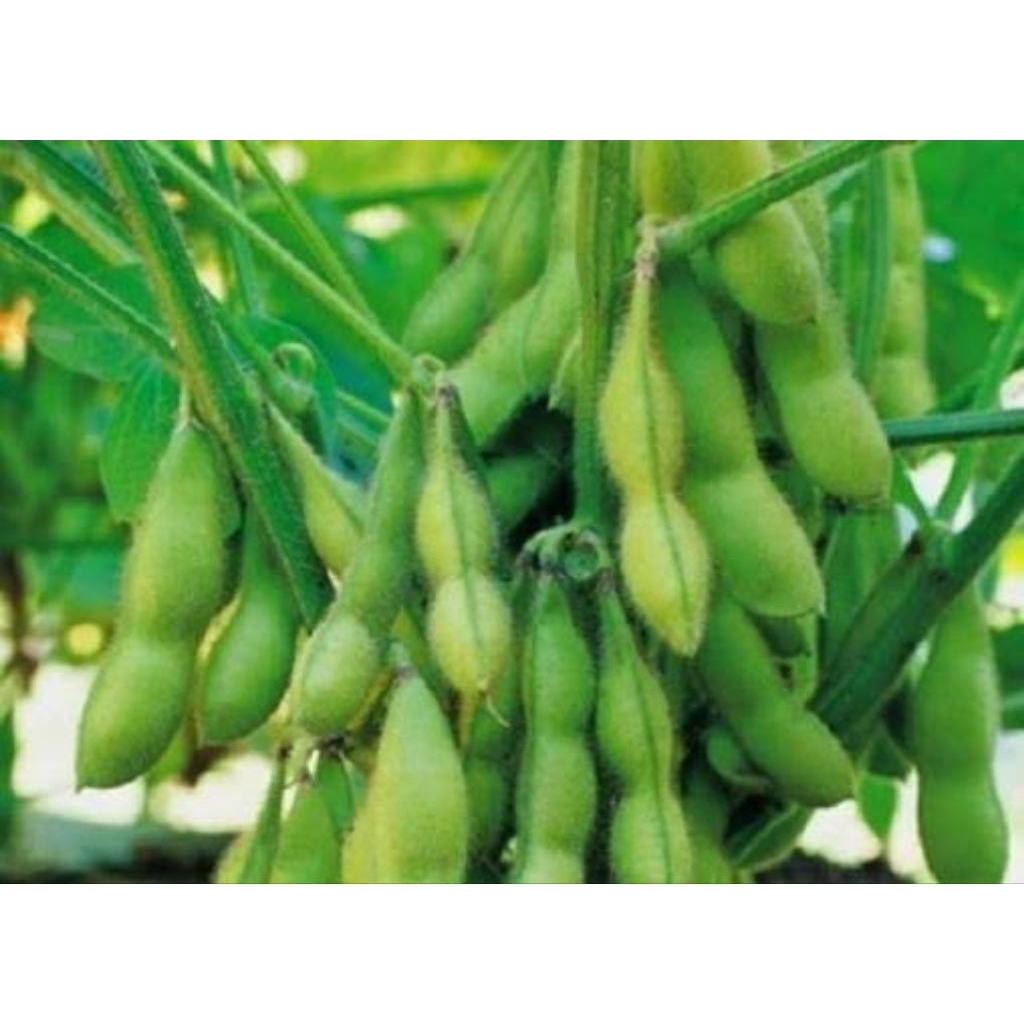 Jual Edamame ( Fresh 1 kg) | Shopee Indonesia