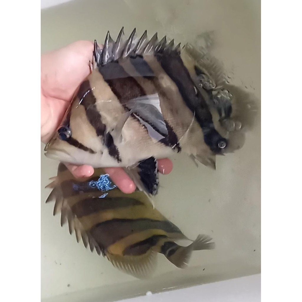 Jual Ikan Tiger Datz | Shopee Indonesia