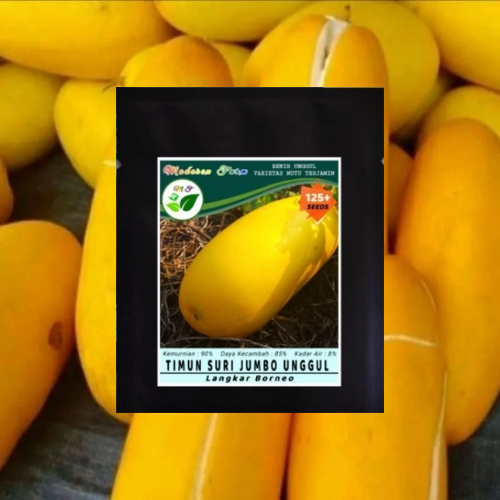 Jual Benih/Biji Timun Suri Jumbo Unggul Timun Kuning Benih Sayur Buah ...