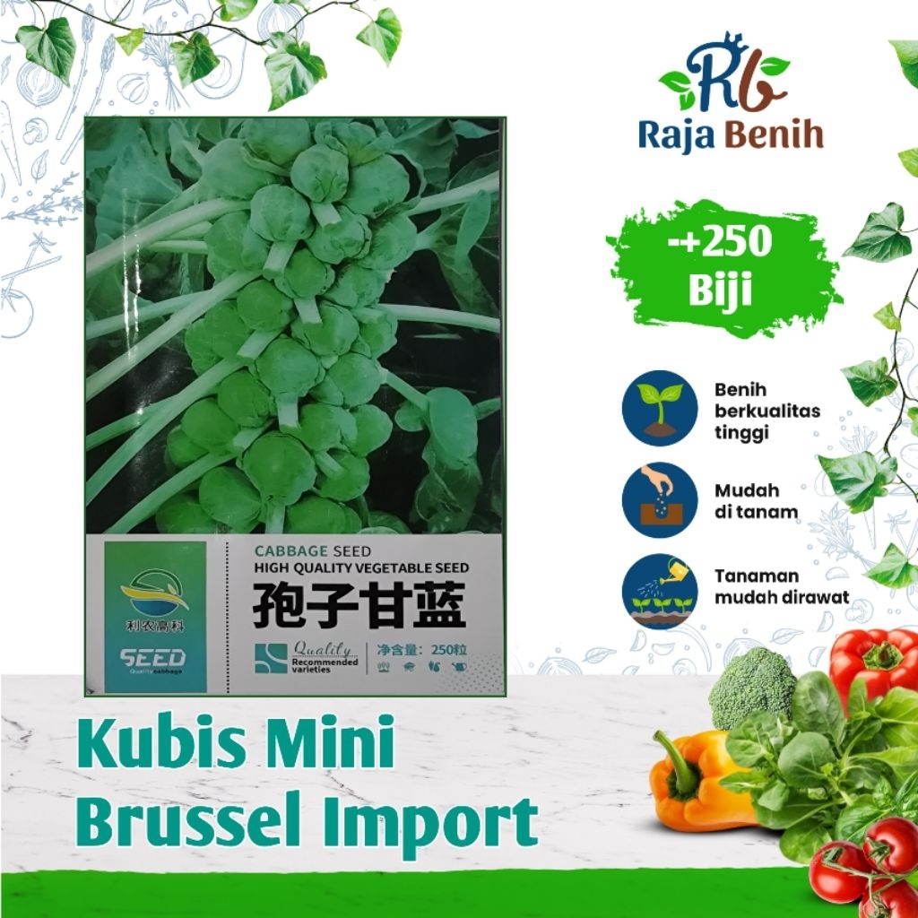 Jual Benih Kubis Mini Brussel Hijau Import KEMASAN ORIGINAL (-+250 biji ...