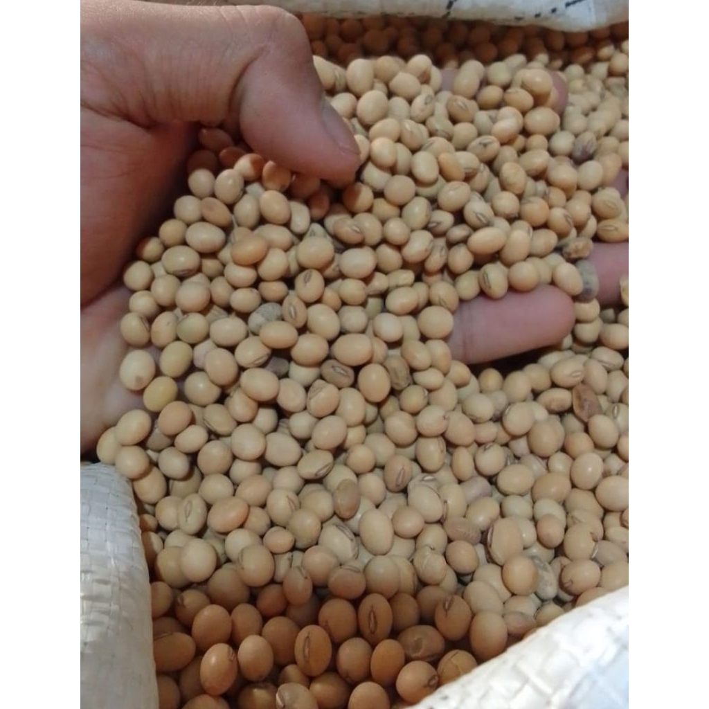 Jual Kacang kedelai spek pakan ternak paket 25 kg | Shopee Indonesia