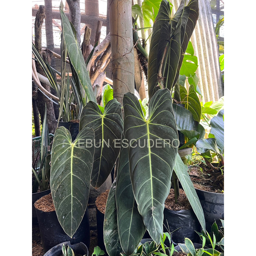 Jual Philodendron Melanochrysum Daun Besar - Tanaman Hias Philodendron ...