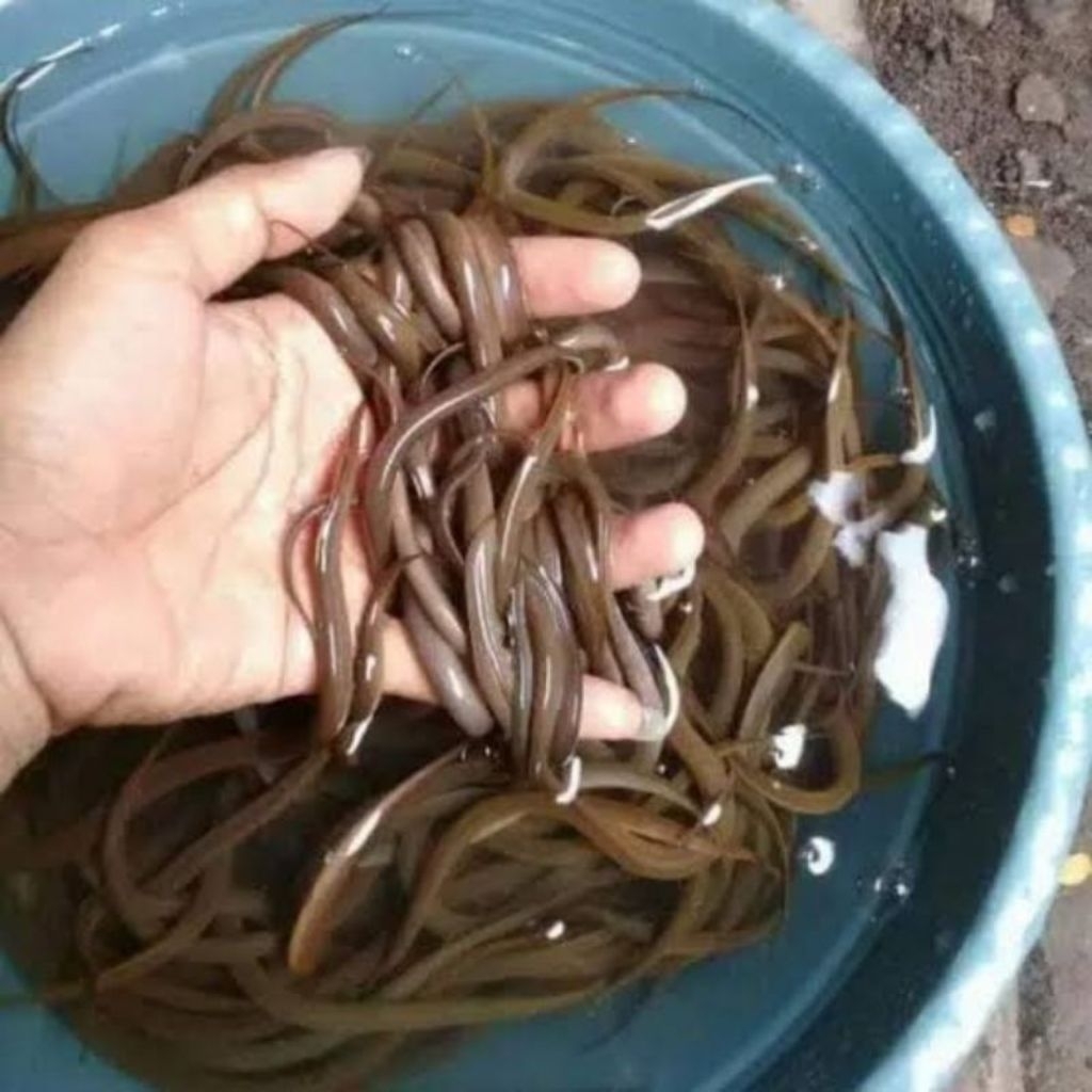 Jual bibit belut 2 kg | Shopee Indonesia