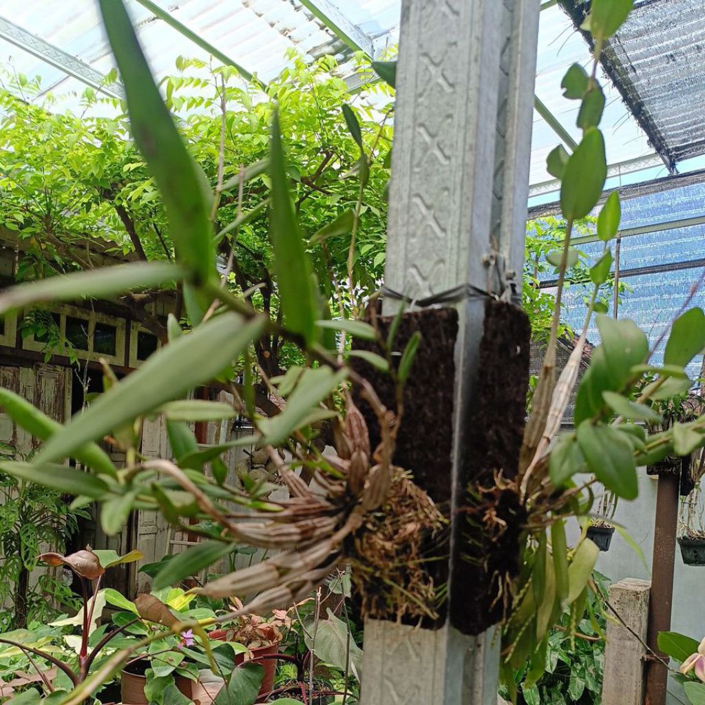 Jual Anggrek dendrobium merpati / dendrobium crumenatum, rawatan rajin ...
