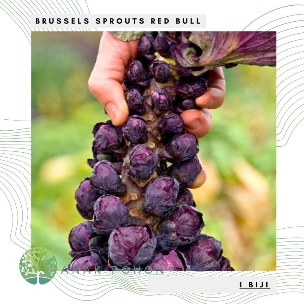 Jual Benih Bibit Biji - Brussels Sprouts Red Bull Kubis Mini Ungu Merah ...
