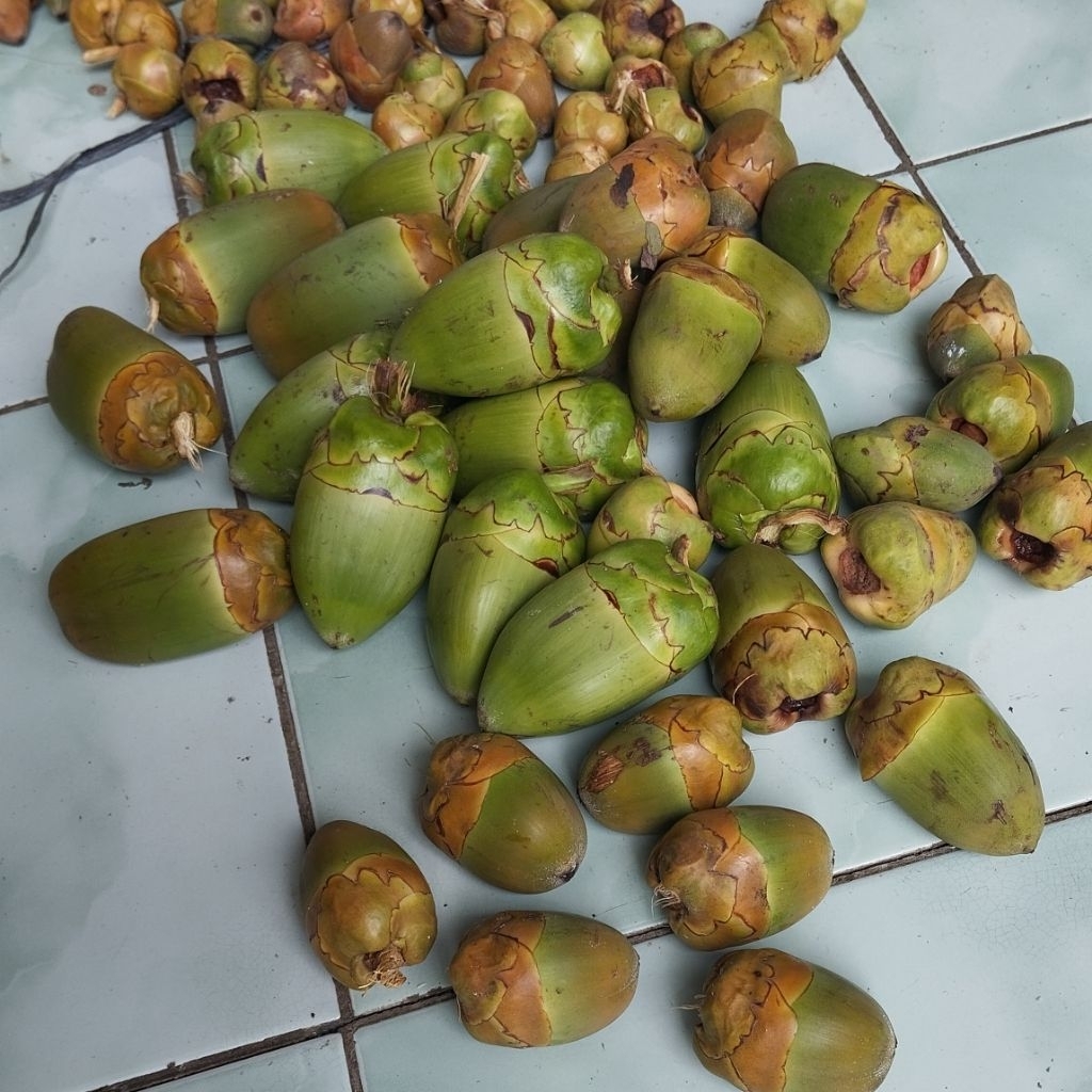 Jual Paket 1kg Beluluk / Tembuluk / Buruluk / Pentil Kelapa Muda Fresh ...