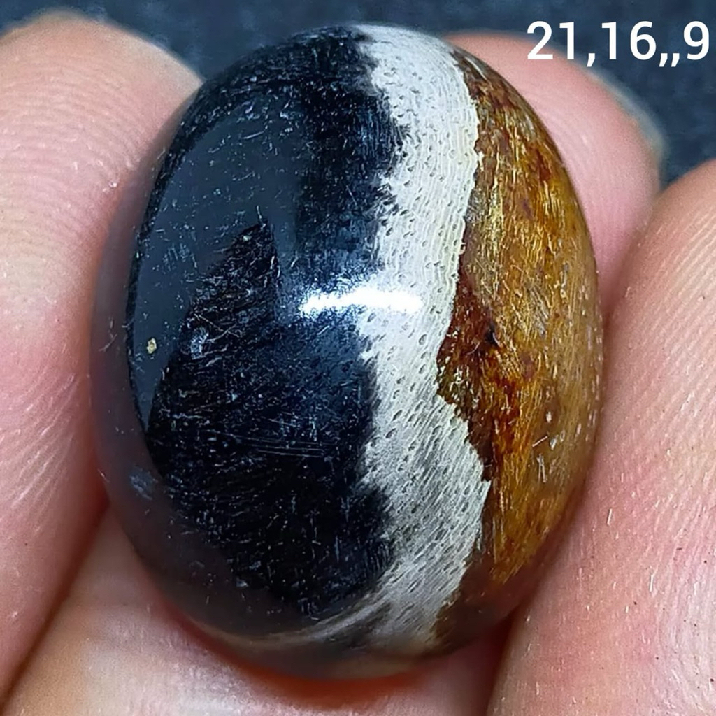 Jual batu akik asli vosil kelor antik top hq natural (asli alam ...