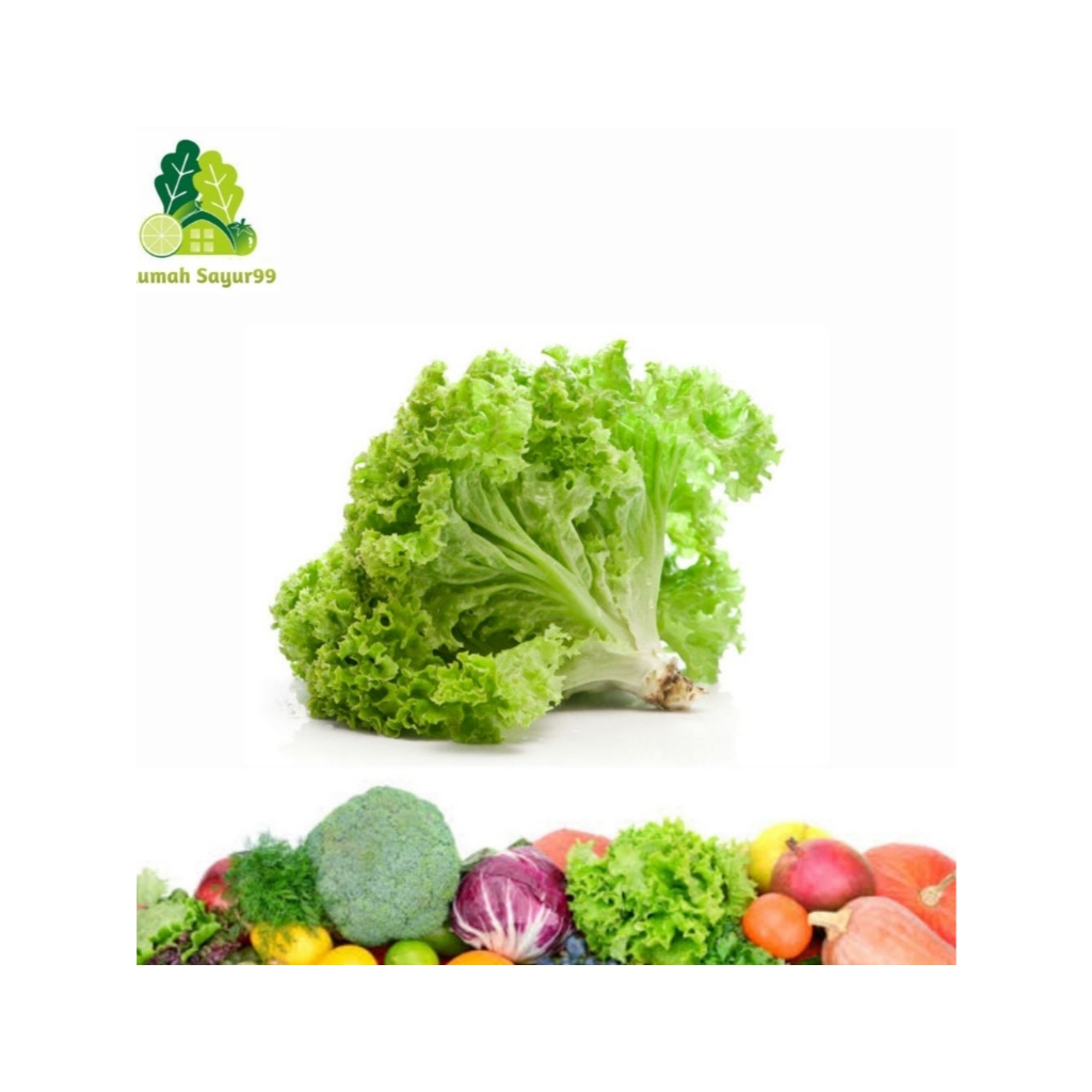 Jual Daun Selada Premium Grade | Selada Keriting Hijau segar ( 250gr ...