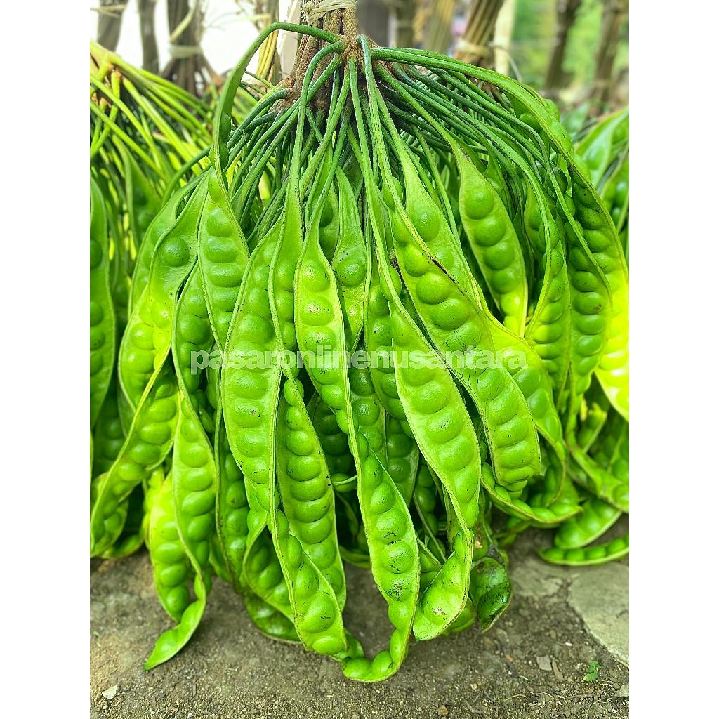 Jual PETE PETAI TUA SUPER ISI 40 PAPAN LONJOR | Shopee Indonesia