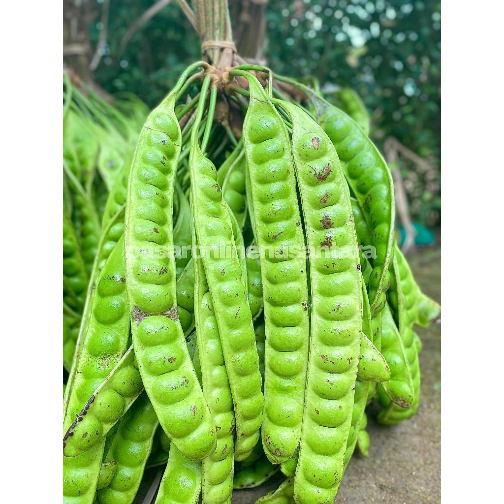 Jual PETE PETAI TUA FRESH ISI 10 PAPAN LONJOR | Shopee Indonesia