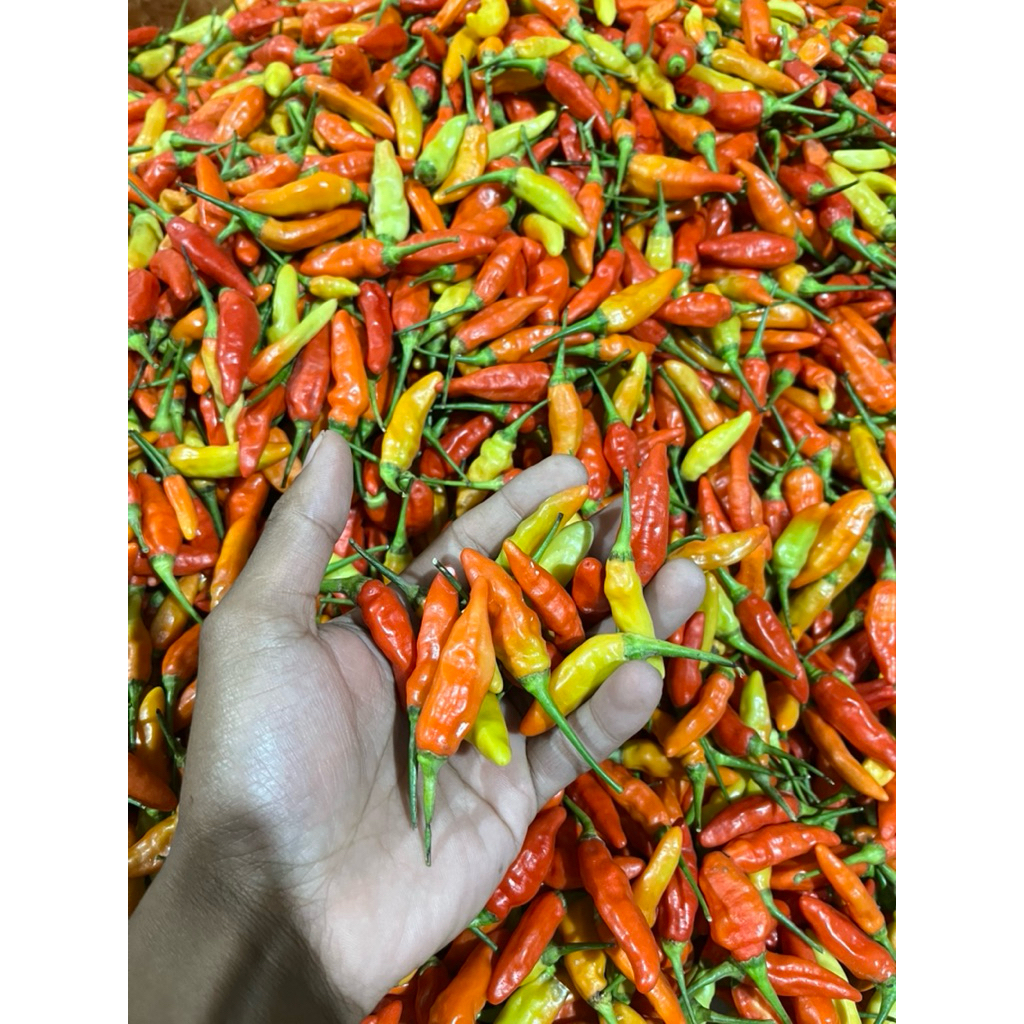 Jual Cabe Rawit Merah Ori Fresh 1Kg | Shopee Indonesia